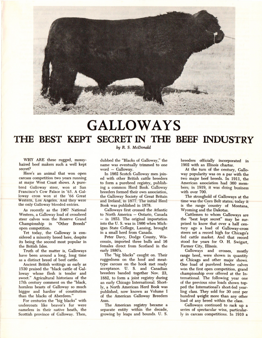 About Belted Galloways – Nannas Farm